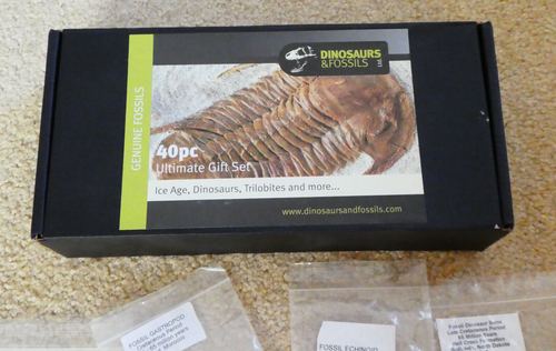 Genuine Fossils Science Kit 40 pc - Dinosaurs & Fossils | eBay