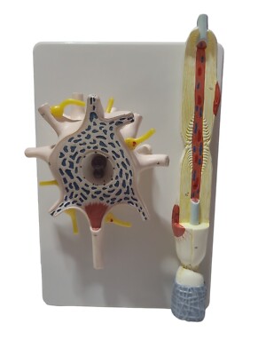 16 Medical Science Neuron Model, Study Teaching Model | eBay