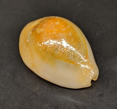 Cypraea (Monetaria) annulus 23.7mm CYPRAEIDAE Ring Cowry Seashell RUSTY ...