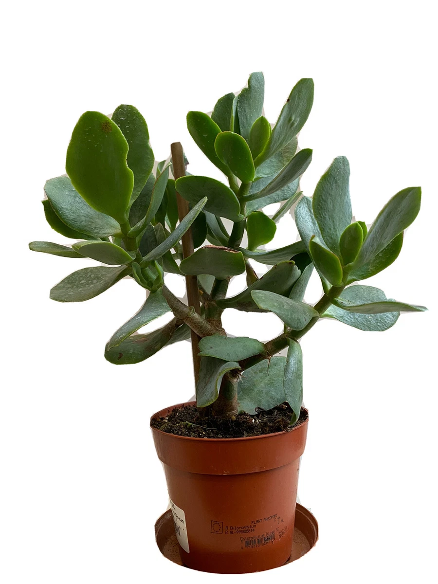 Japanese Money Tree