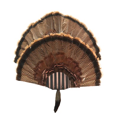 Turkey Fan Mounting Kit. Multiple Fan Display System with beard holder ...