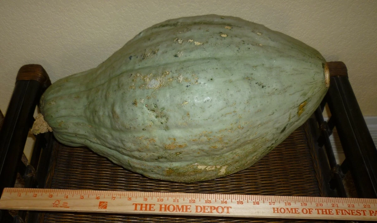 Giant Hubbard Squash
