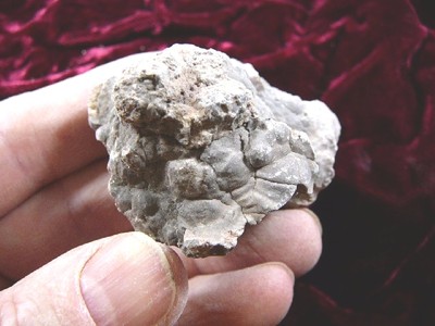 (PP504-19) 2 oz Real Fossil Crocodile croc POOP doo doo Triassic era ...