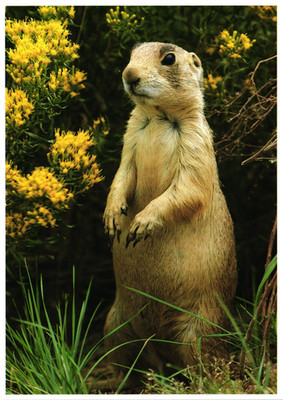 White-Tail Prairie Dog Rodent Dinosaur National Monument UT CO Wildlife ...