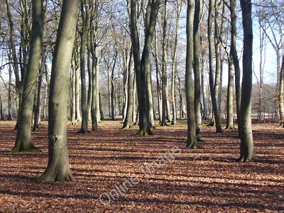 Photo 12x8 By Rushmoor Arena Aldershot Open deciduous woodland between ...