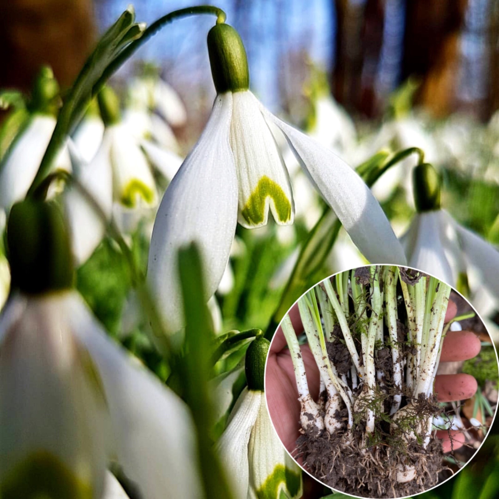 100 English Snowdrop Bulbs IN THE GREEN Galanthus Nivalis spring ...