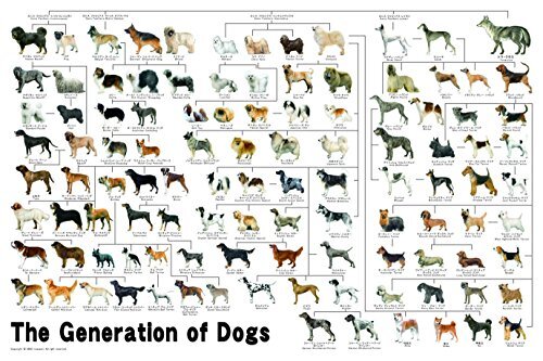 Canine Family Tree Chart 4+ Thousand Dog Mother Icon Royalty Free