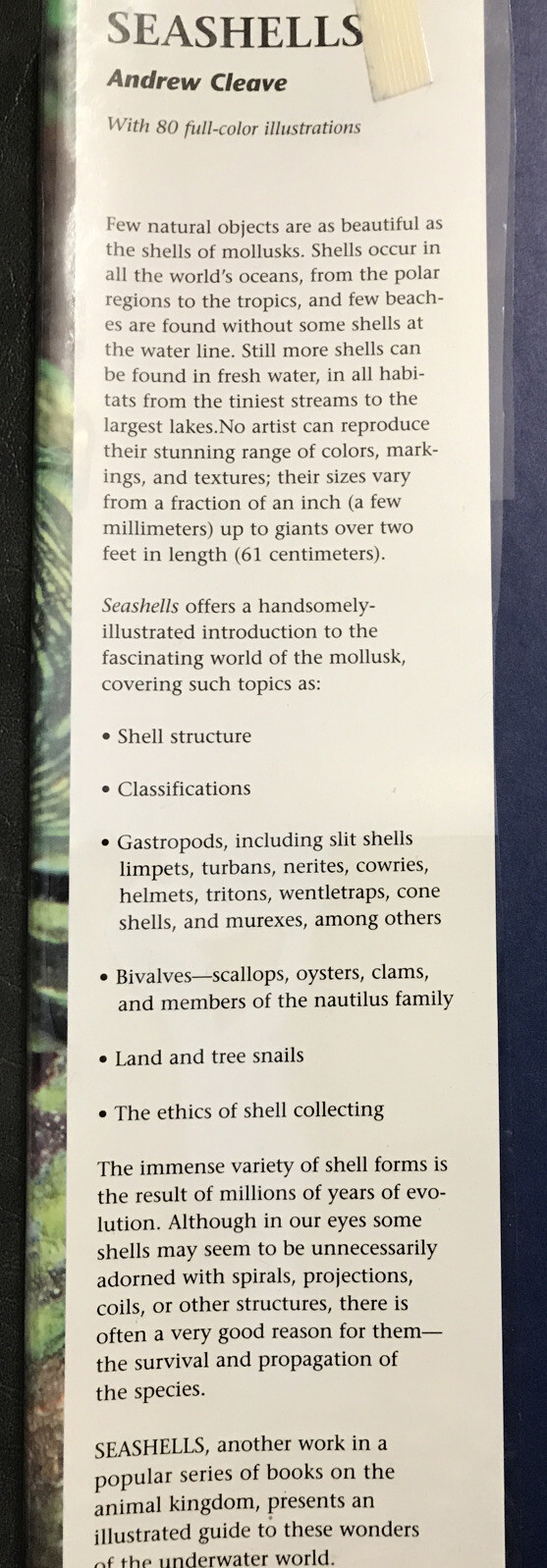 Seashells Portrait Animal World Andrew Cleave Nonfiction Sea Ocean ...