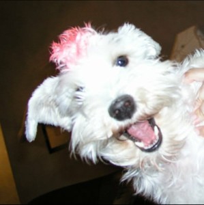 the grumpy schnauzer | eBay Stores