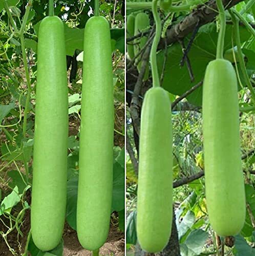 Loki Vegetable Seeds Seeds to grow all seasons in Your Home & kitchen ...