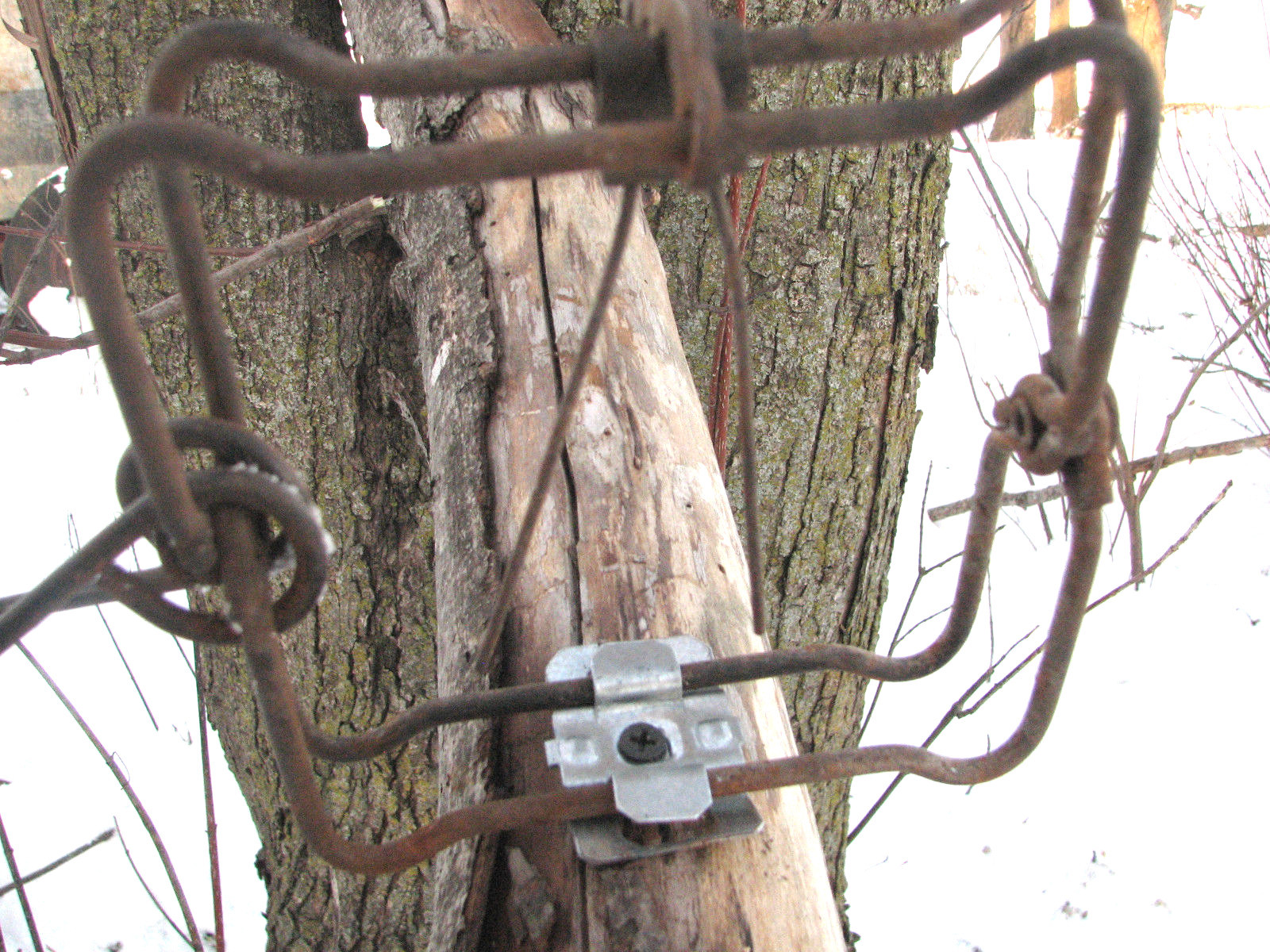 lot (12) Brackets for Conibear Body Gripper 110 120 150 160 Trap traps ...