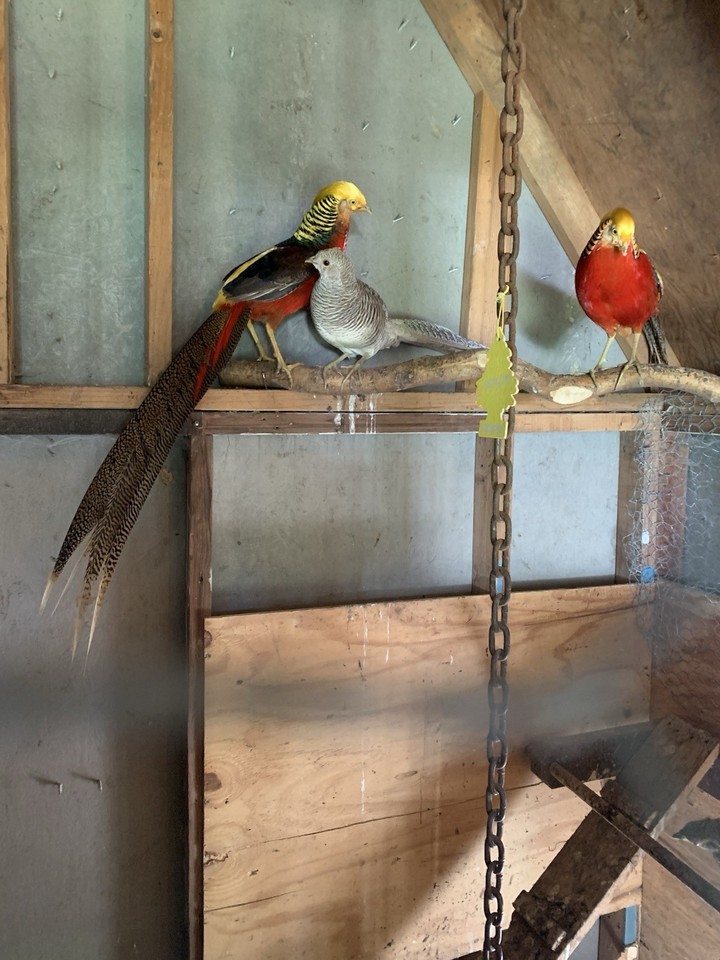Red, Golden, Lady Amherst Pheasant Hatching Eggs 6+ | eBay
