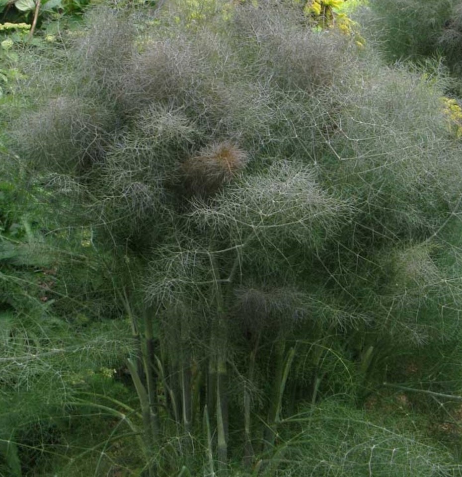 Fennel Bronze Plug Plants Yellow Flowers Herb Garden Scented Perennial ...