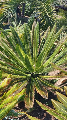 'Golden' Dioon Sp "Santiago Lachiguiri" Cycad Seedling (1-3 Leaf) | eBay