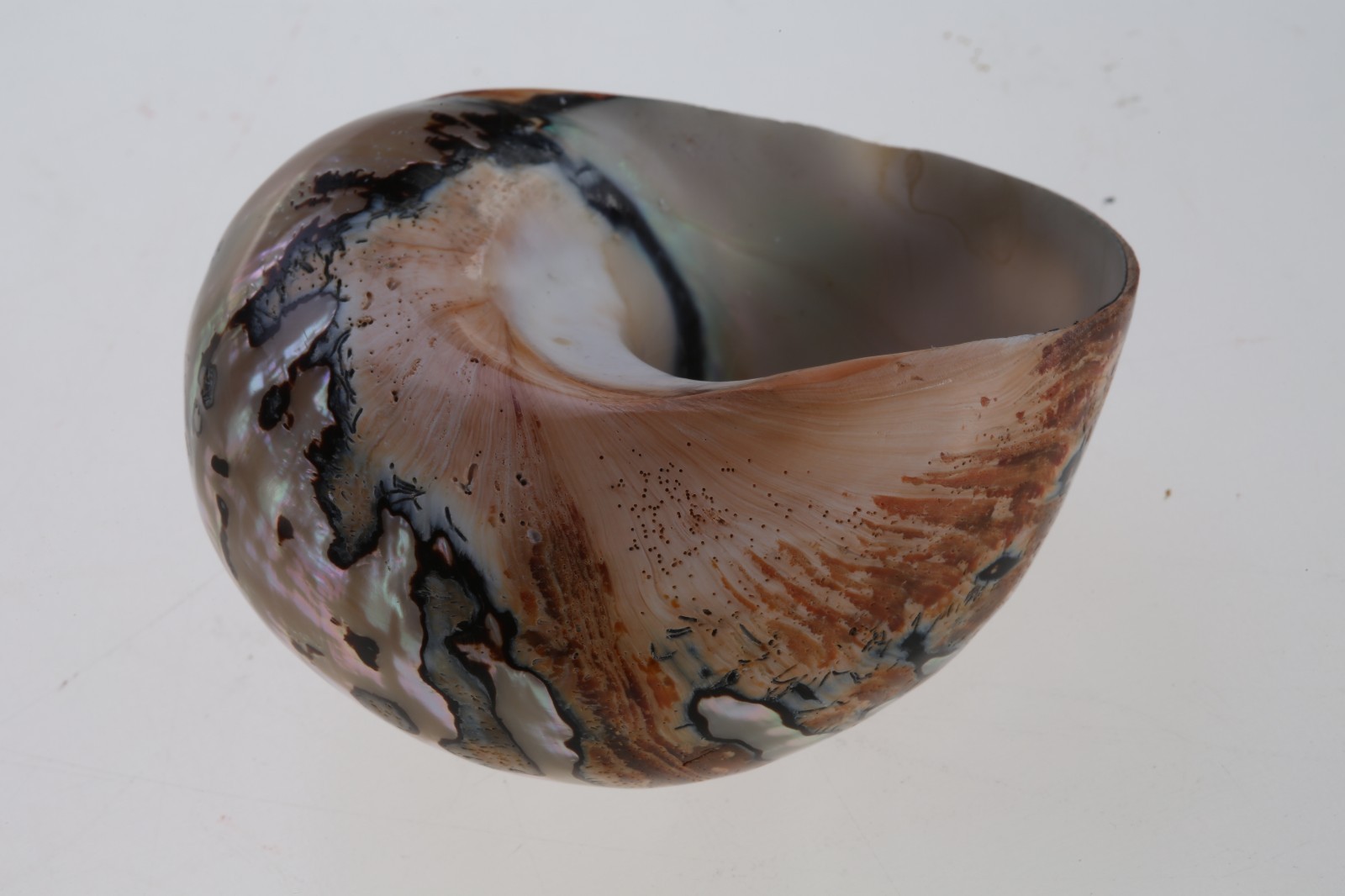 Turbo sarmaticus Shell snail South African Ver.2 Seashell Shellfish ...