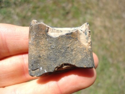 BARGAIN SLOTH CANINE TOOTH FLORIDA FOSSILS ICE AGE EXTINCT JAW BONES ...