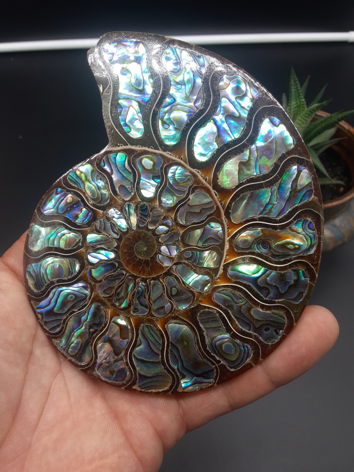 Beautiful Ammonite Fossil With Inlayed Abalone Shell | eBay