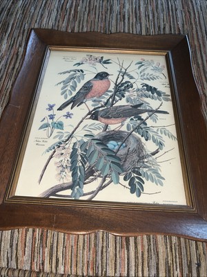 Vtg Arthur Singer Framed Bird Wall Art Picture Print Vtg Robins Vintage ...