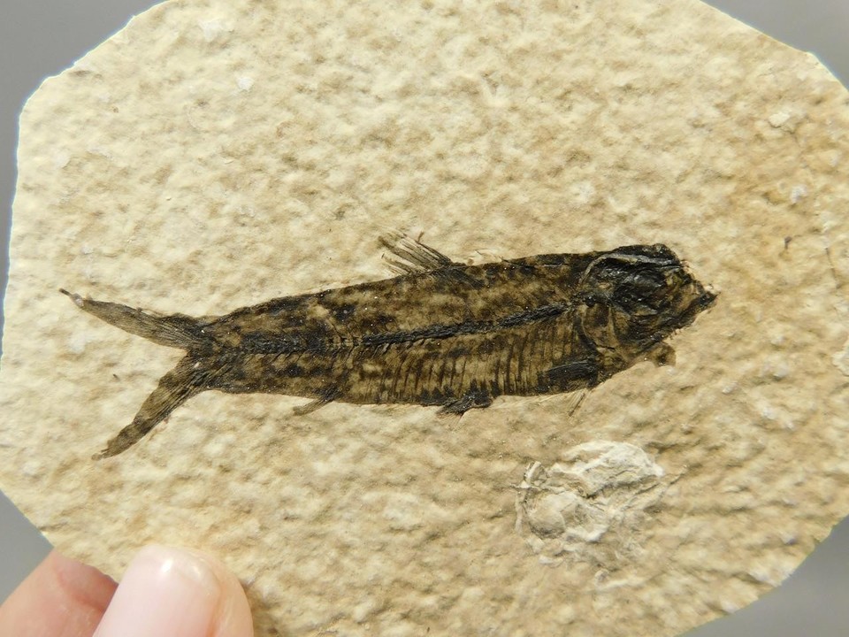 Fossil Fish Knightia Eocaena Small Fossil Lake Green River Wyoming #O4 ...