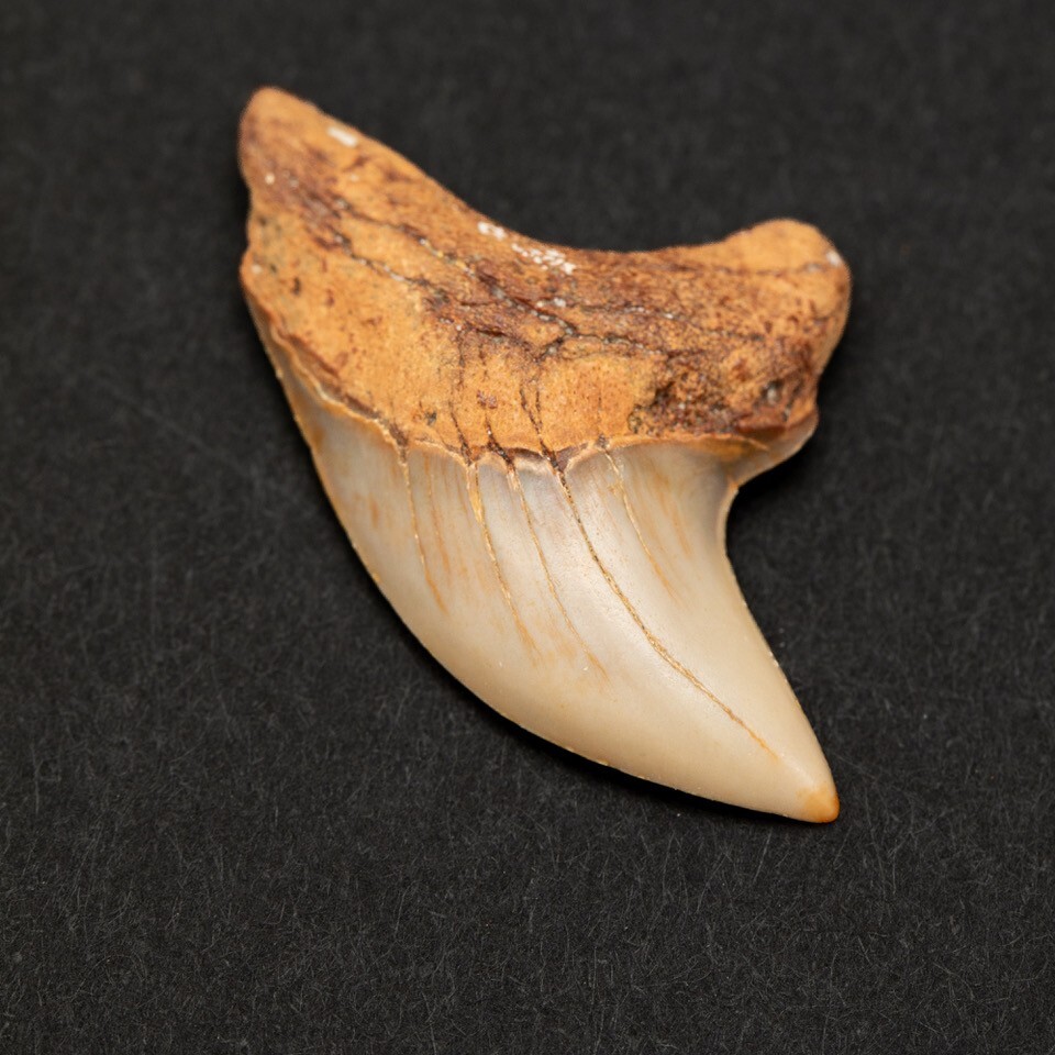 Thresher Shark Tooth