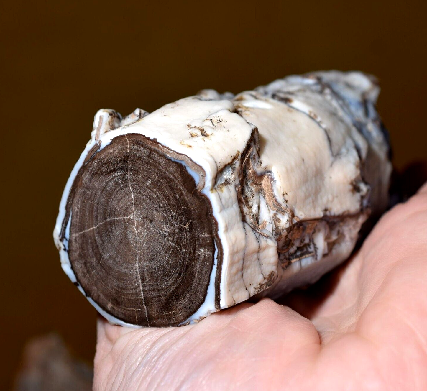 !WOW! Blue Forest Botryoidal Agatized Petrified Eocene Wood Tree Branch ...