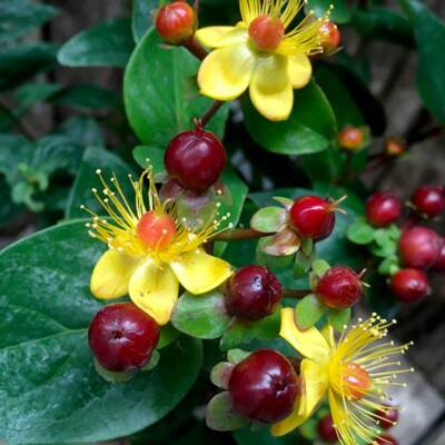 Hypericum 'Miracle Marvel' SEMI-EVERGREEN SHRUB HARDY XXL Jumbo Plug ...