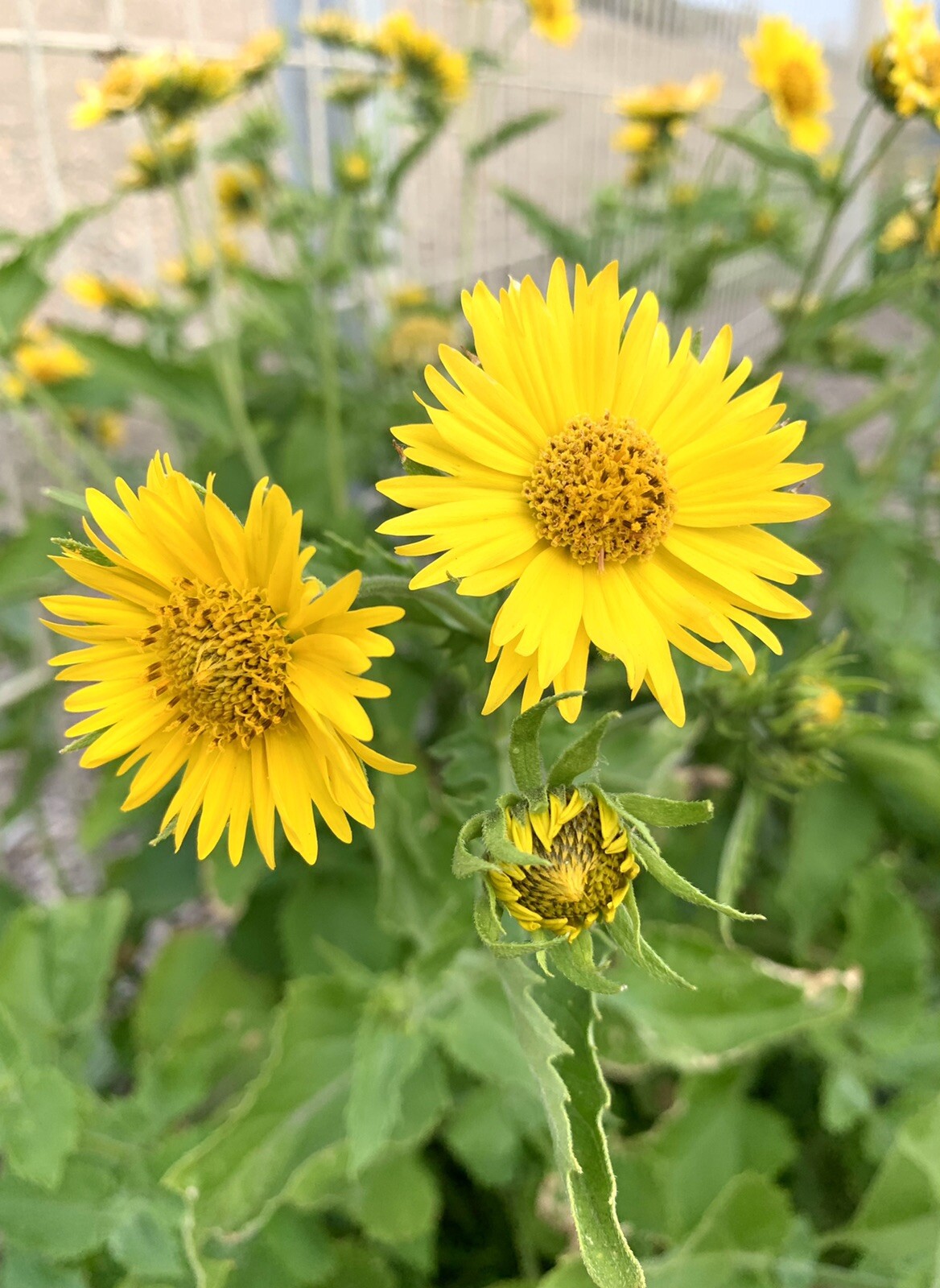 Golden Crownbeard, Wild Sunflower, Verbesina Encelioides - 30 seeds ...