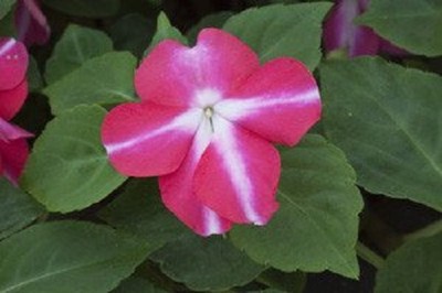 Impatiens Seeds 25 Trailing Tumbler Rose Star Trailing Impatiens | eBay
