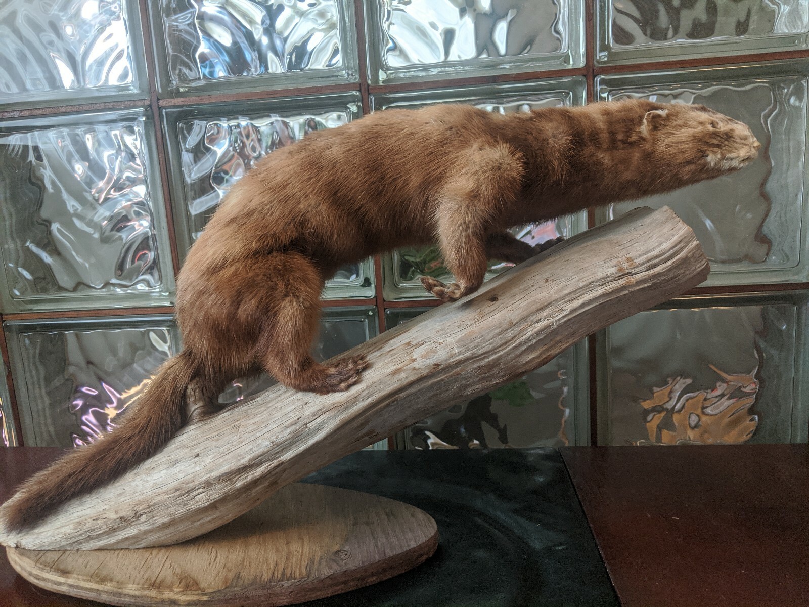 Vintage Handsome MINK TAXIDERMY Mount Life Size Posed Beautiful Mancave ...
