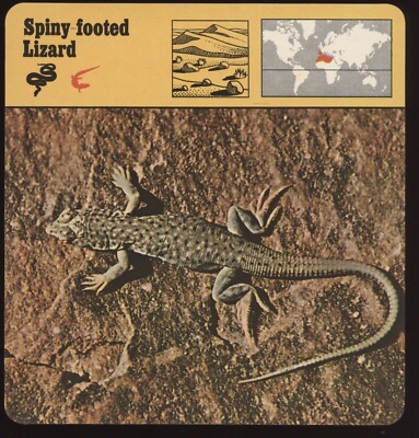 Spiny Footed Lizard Safari Cards Rencontre Reptiles | eBay