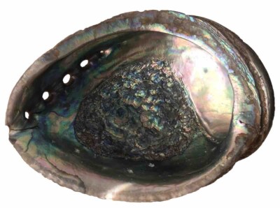 Green Abalone Sea Shell Beach 6” | eBay