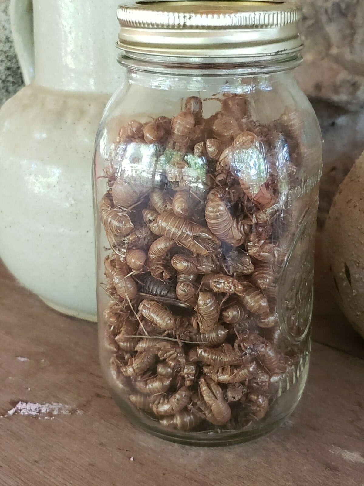 Cicada shells, 1 quart. 2021. Many uses! Great for resin projects | eBay