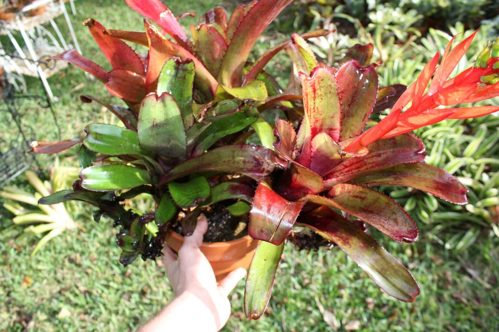 7 bromeliads assortment mix lot neoregelia vriesea billbergia pups | eBay