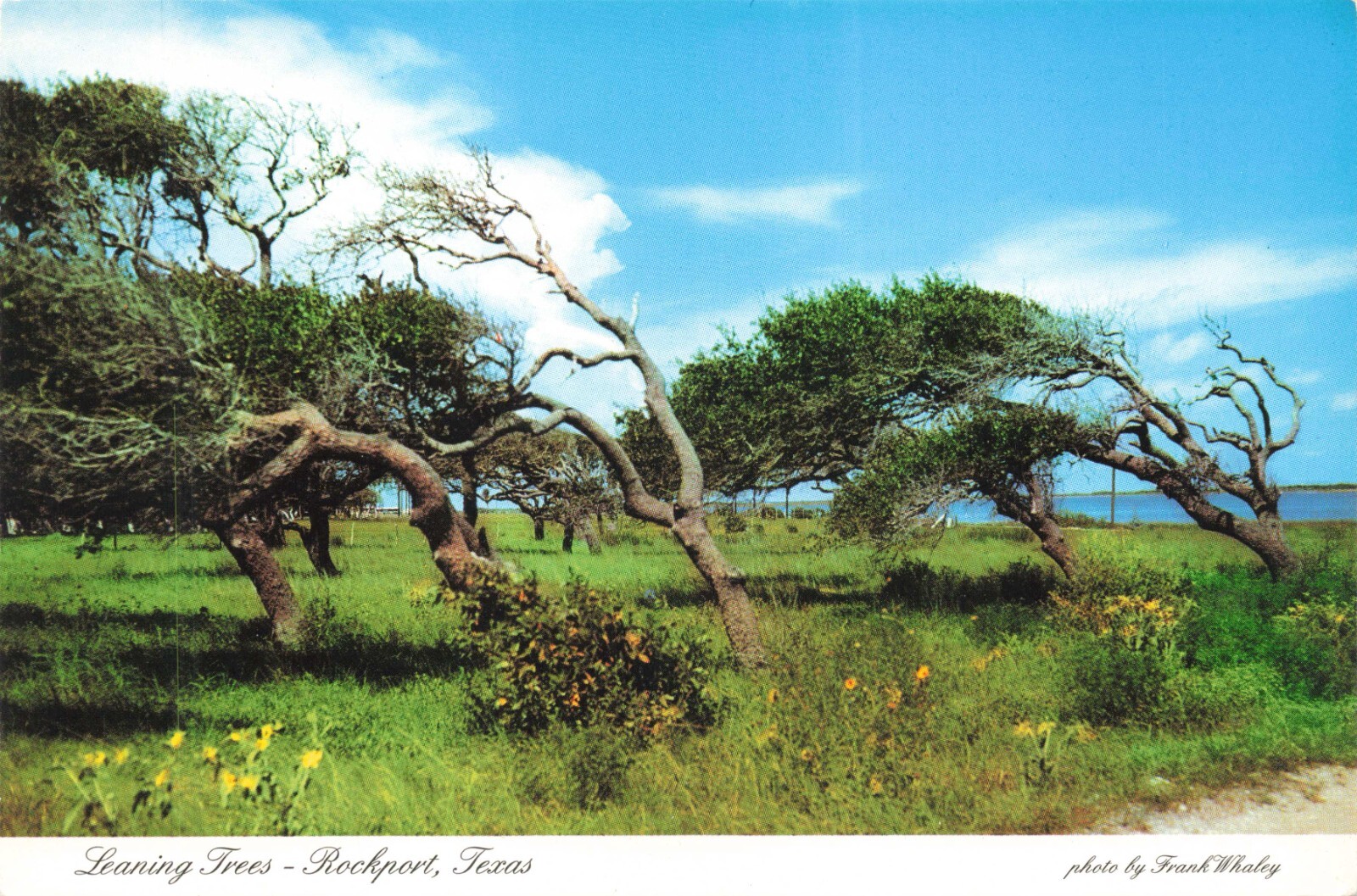 Postcard TX Corpus Christi Leaning Oak Trees Vintage Gulf Coast Mother ...