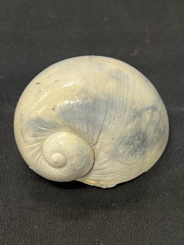RARE Fossilized MOON SNAIL Shell From Central Florida, Pliocene Era. | eBay