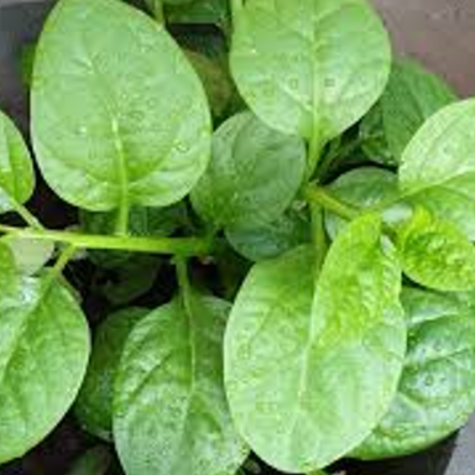 Fresh Organic Green GIANT MALABAR SPINACH SEEDS, Free Shipping (1400 ...