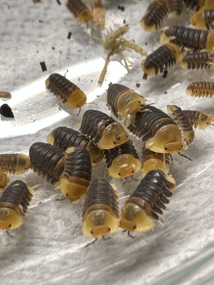 12+ Cubaris Rubber Ducky Isopods~Bioactive CUC~Rare Isopod~LAG | eBay