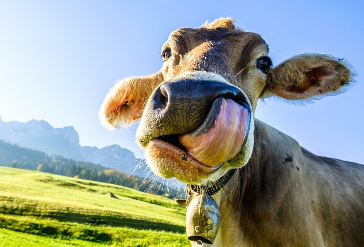 Funny Cow Smiling