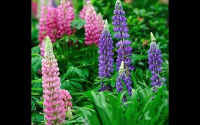 Lupin 30 Graines | eBay