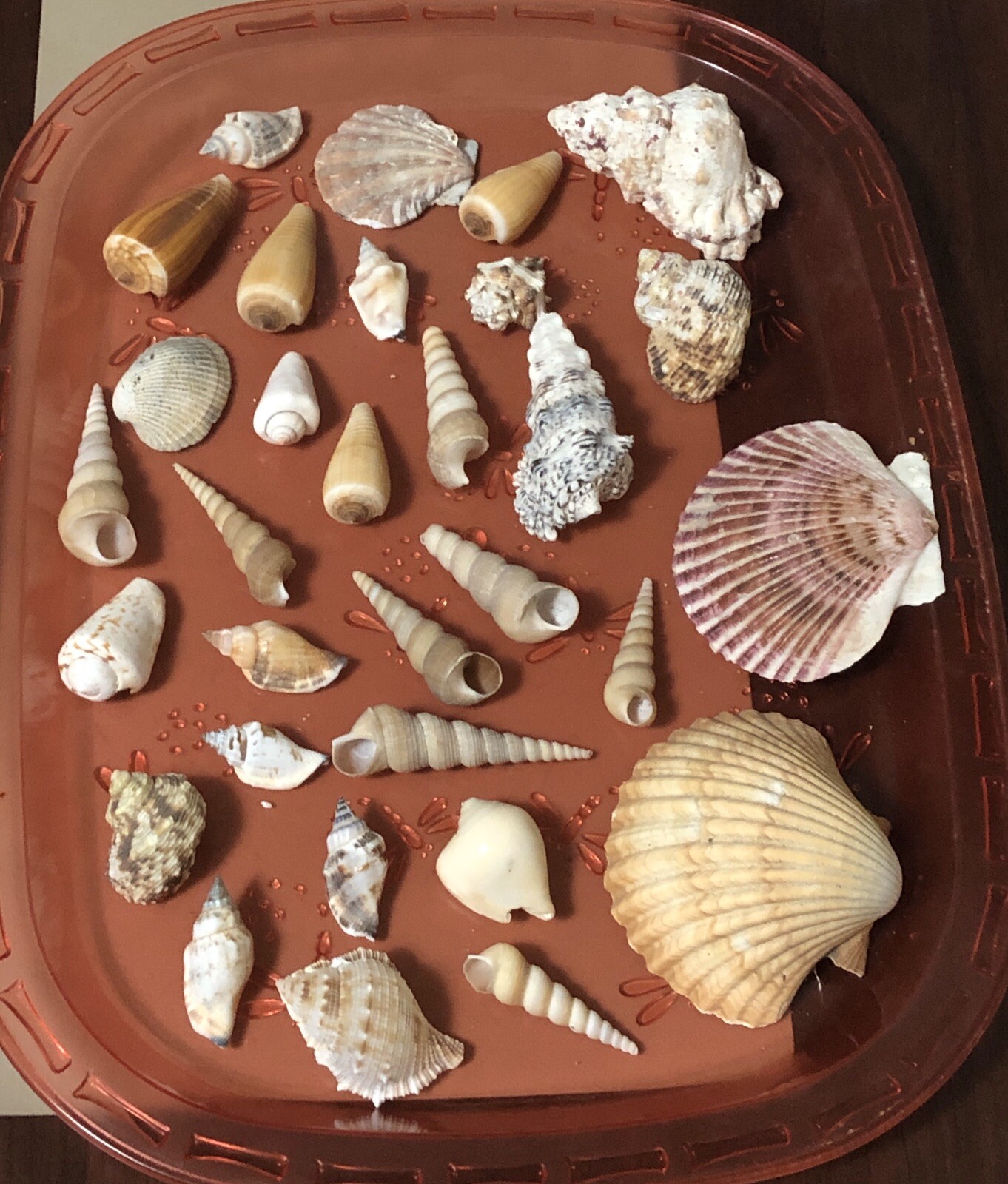 Types Of Conch Shells