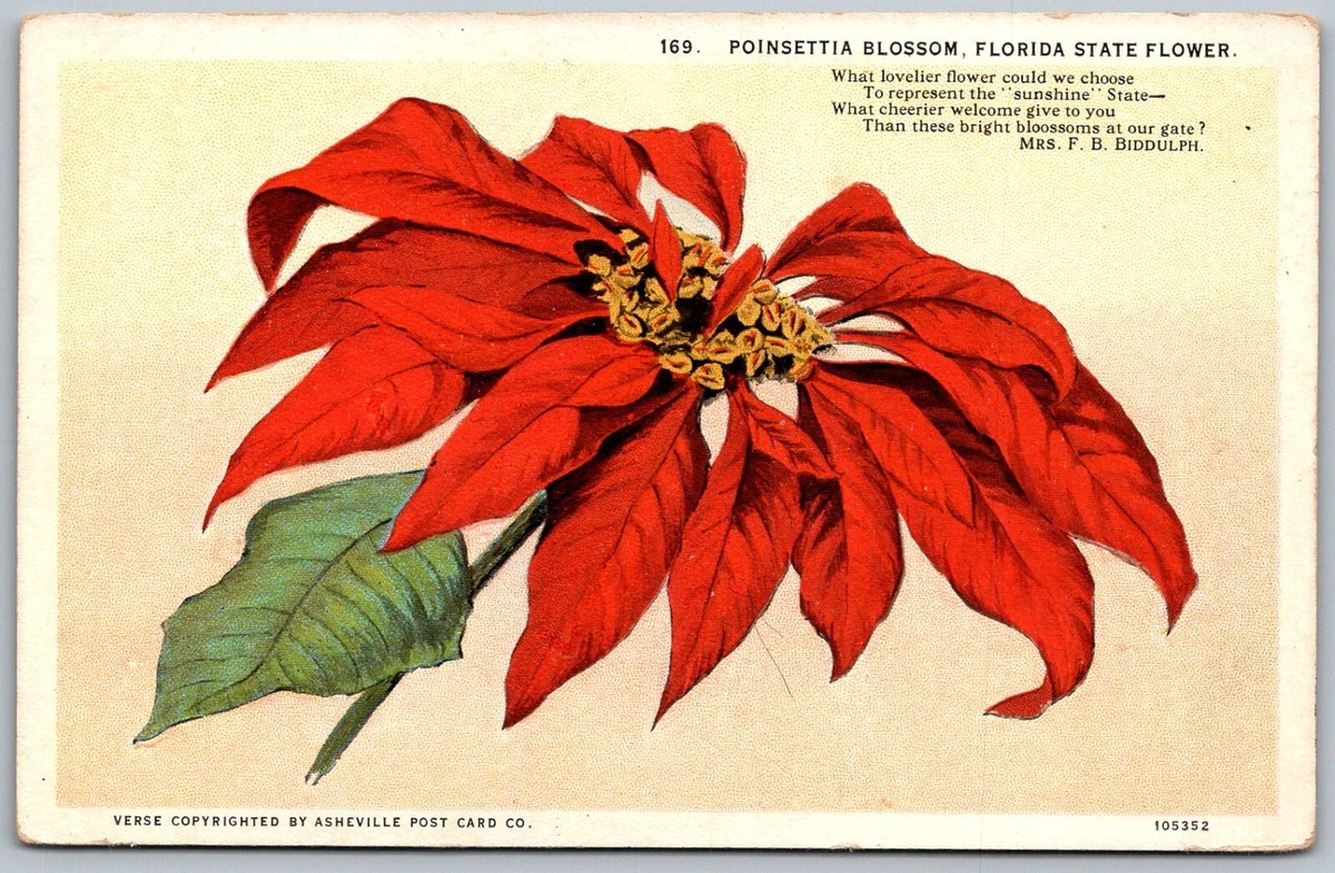 Florida State Flower Drawing