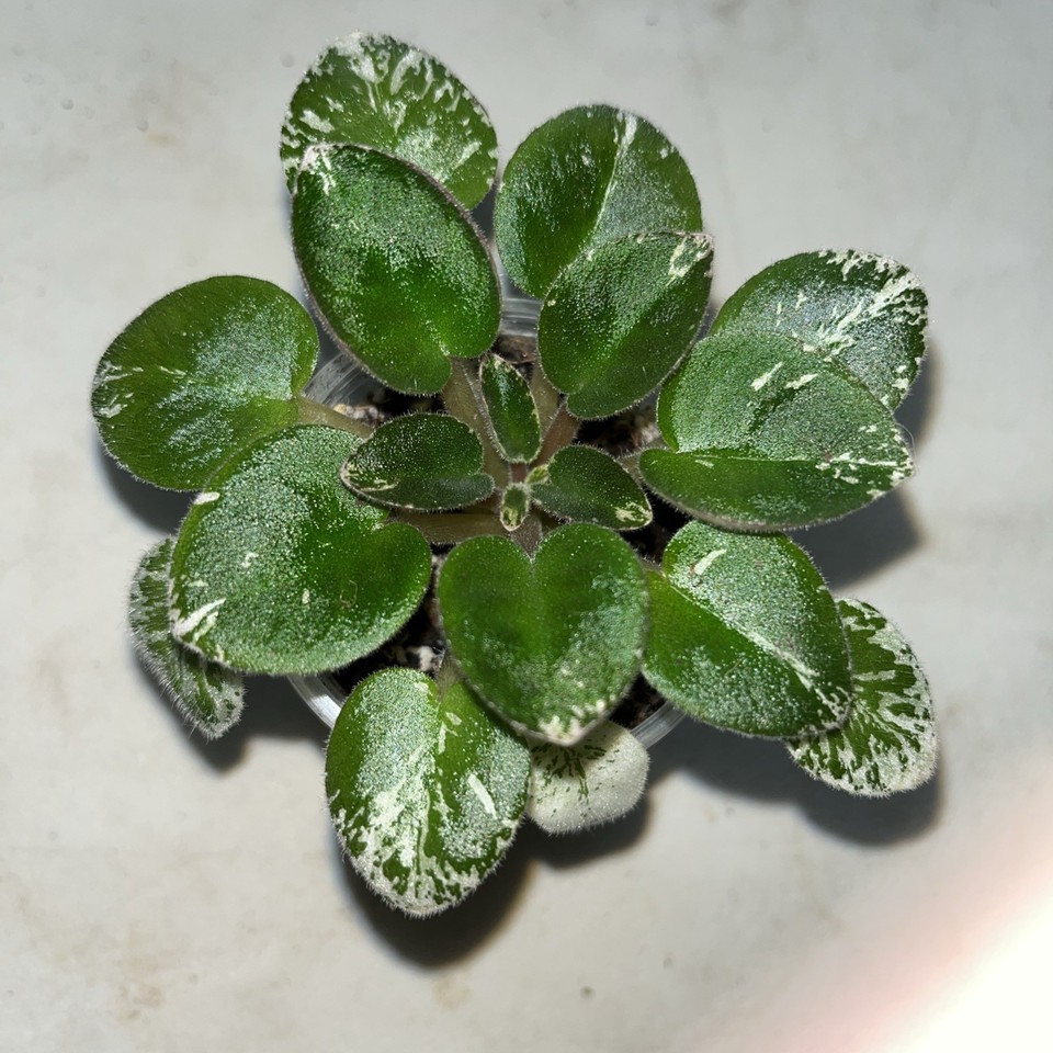 African Violet Starter Plant Cajuns LE Bon Ton Roule | eBay