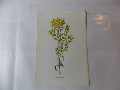 Antique Book Plate Botanical Prints by Hume c1898 Wild Flowers Golden ...