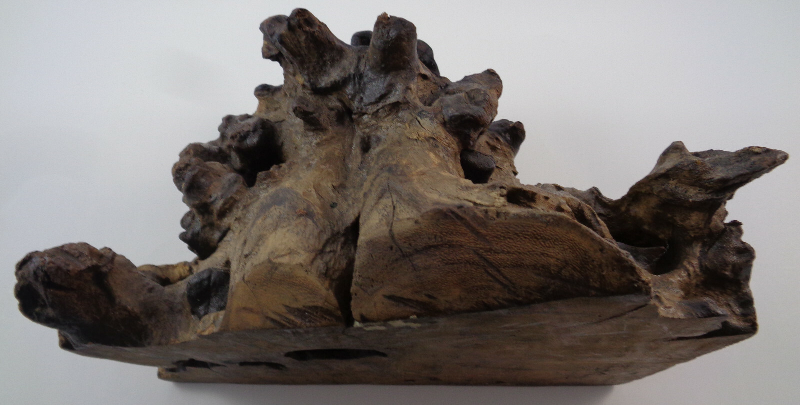 Gnarled burl (?) driftwood for beach display aquarium terrarium bookend ...