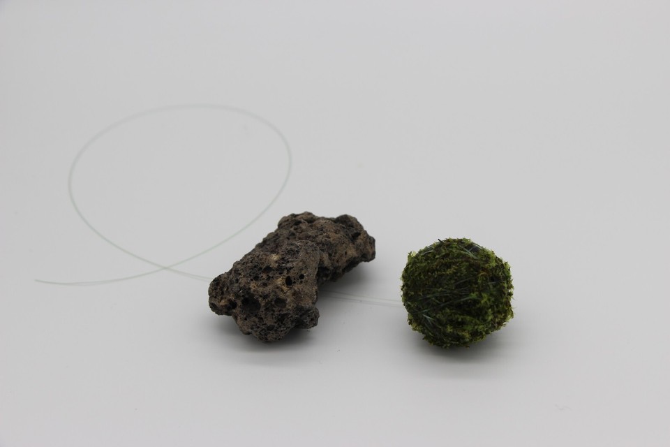 Floating Java Moss Balls Live Aquarium Plant Decoration (Buy 2 Get 1 ...