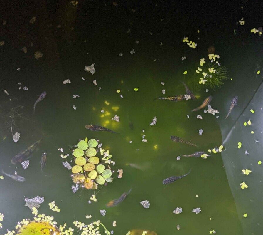 Ulysses Medaka rice fish, young adult to adult. Group of 6 | eBay