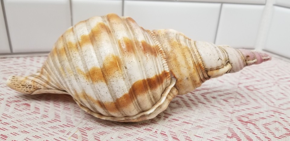 Triton's Trumpet Large Conch Shell Natural Charonia Tritonis Seashell ...