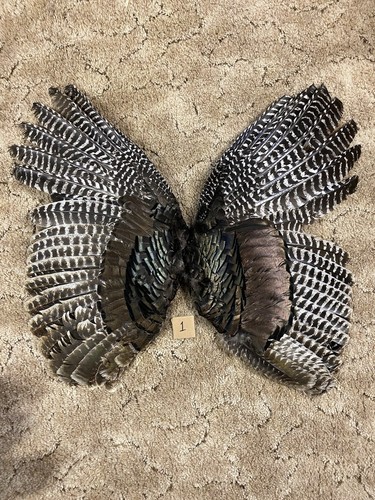 Wild Turkey Wings Feathers Fly Tying Fletching Tail Fan Rustic Cabin ...