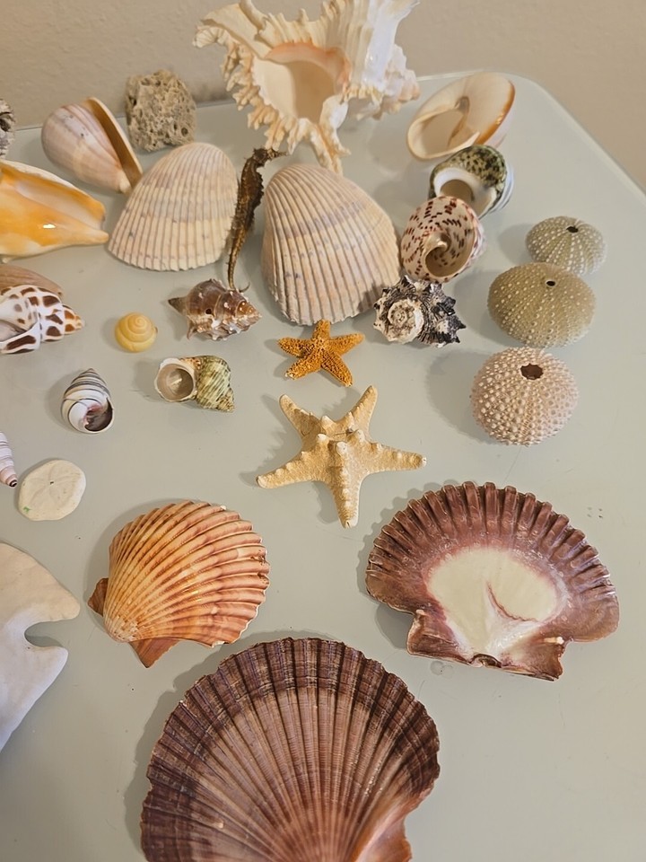 Seashell Assorted Collection Lot of 34 Pieces | eBay