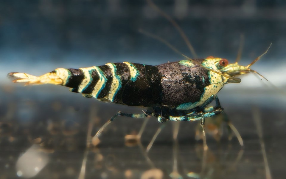 5 PURPLE METALLIC JUVIES CARIDINA AQUARIUM SHRIMP | eBay